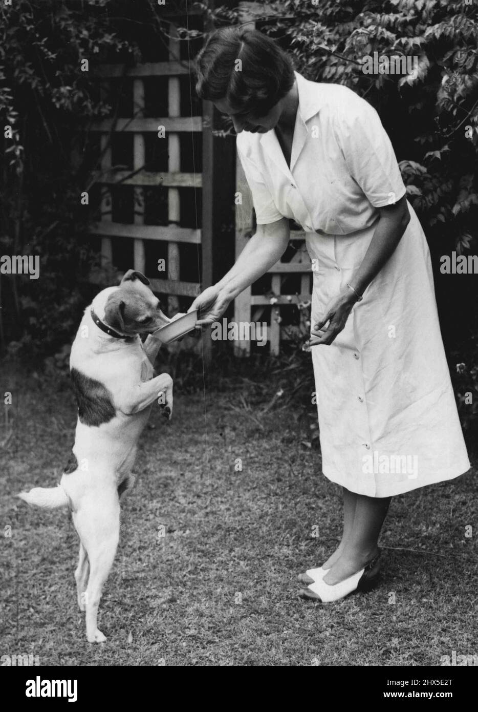 Erect. Nicky can eat and drink standing on his back legs. He gets a drink of milk from Miss ...