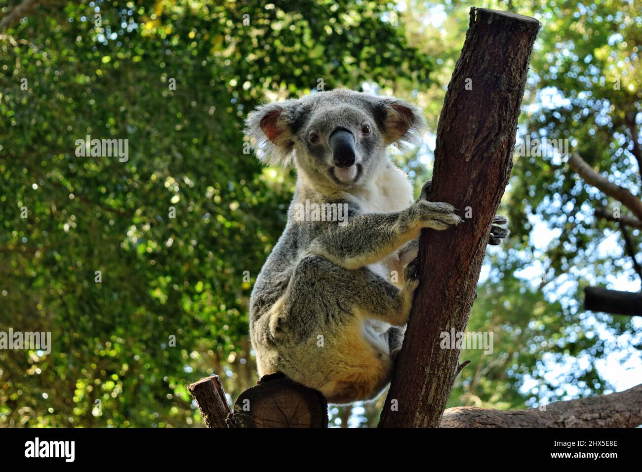 Koala on a tree branch eucalyptus in Australia Stock Photo - Alamy