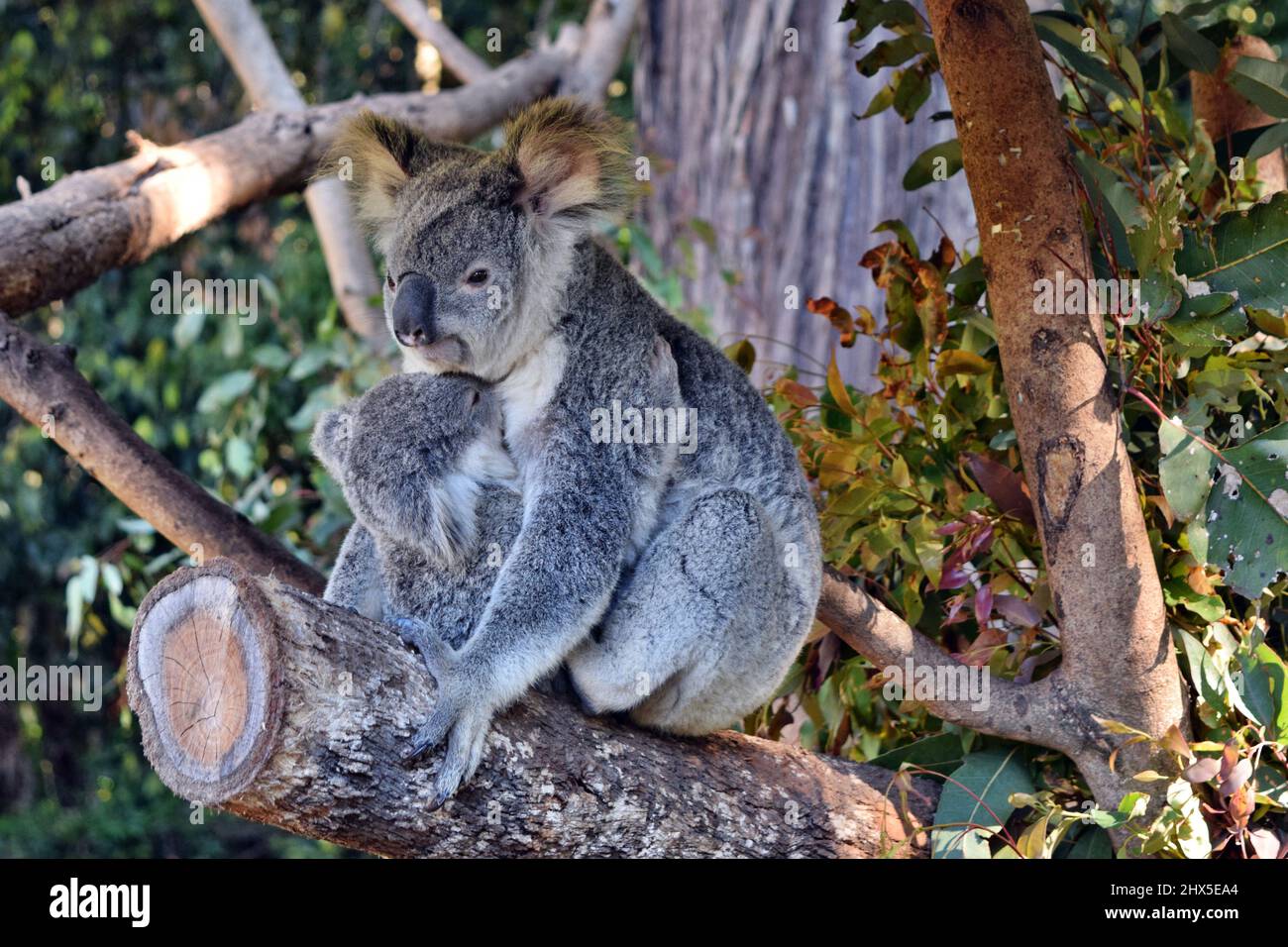 Beautiful koala with baby sitting on the branch eucalyptus in Australia ...