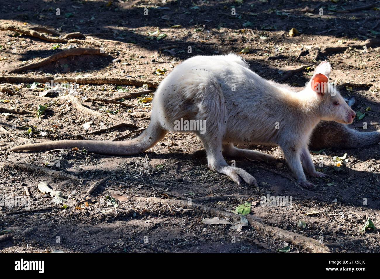 Beautiful rare an albino kangaroo in the park in Australia Stock Photo ...