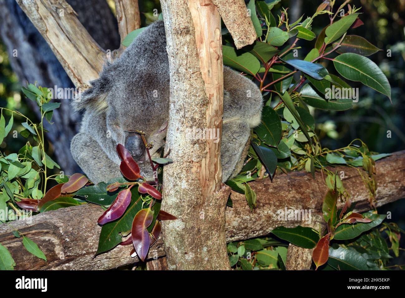 Very Big koala sleeping on a tree branch eucalyptus in Australia Stock ...
