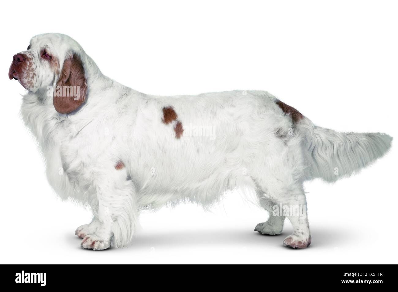 Clumber spaniel hi-res stock photography and images - Alamy