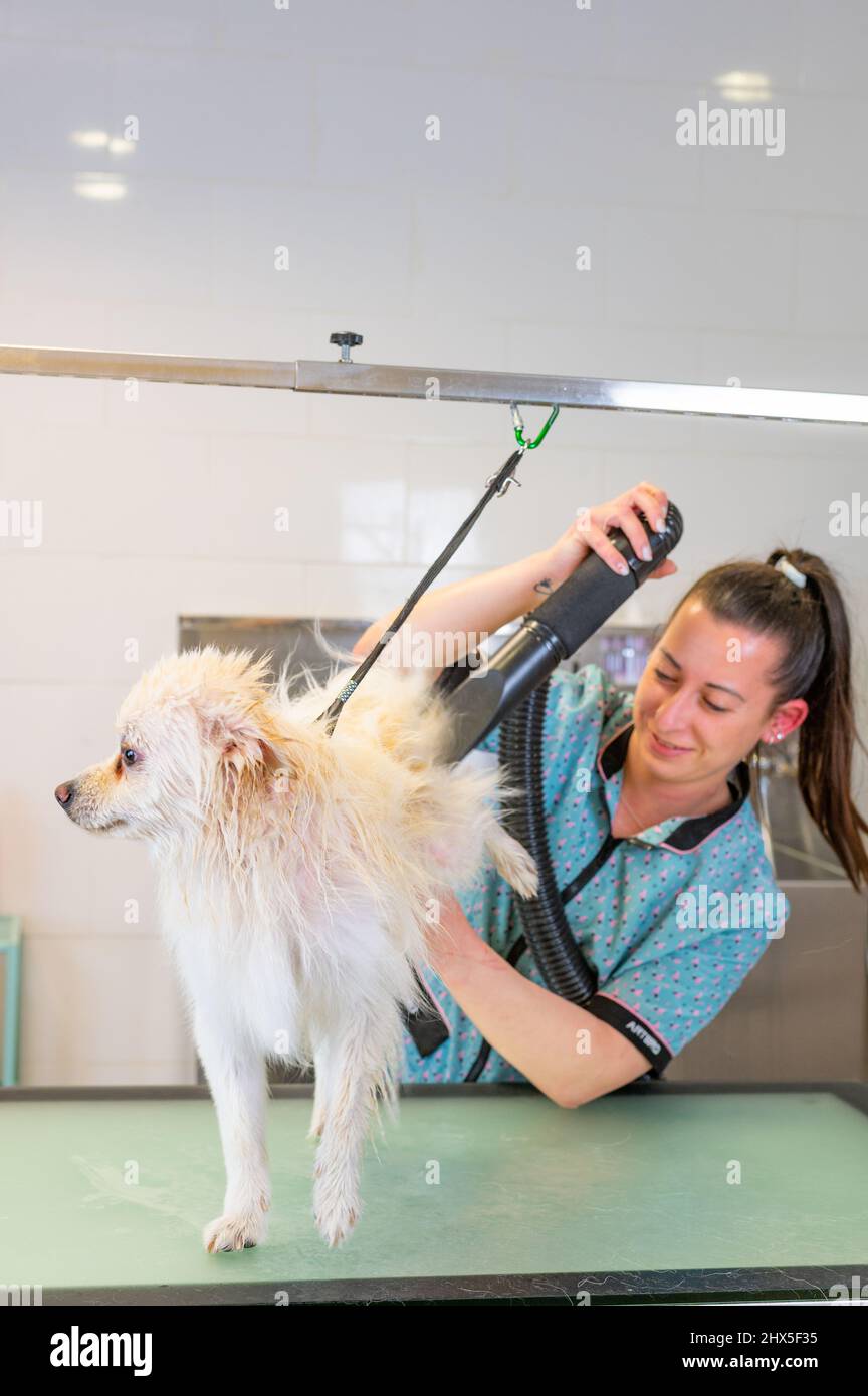 Drying a dog hi-res stock photography and images - Alamy