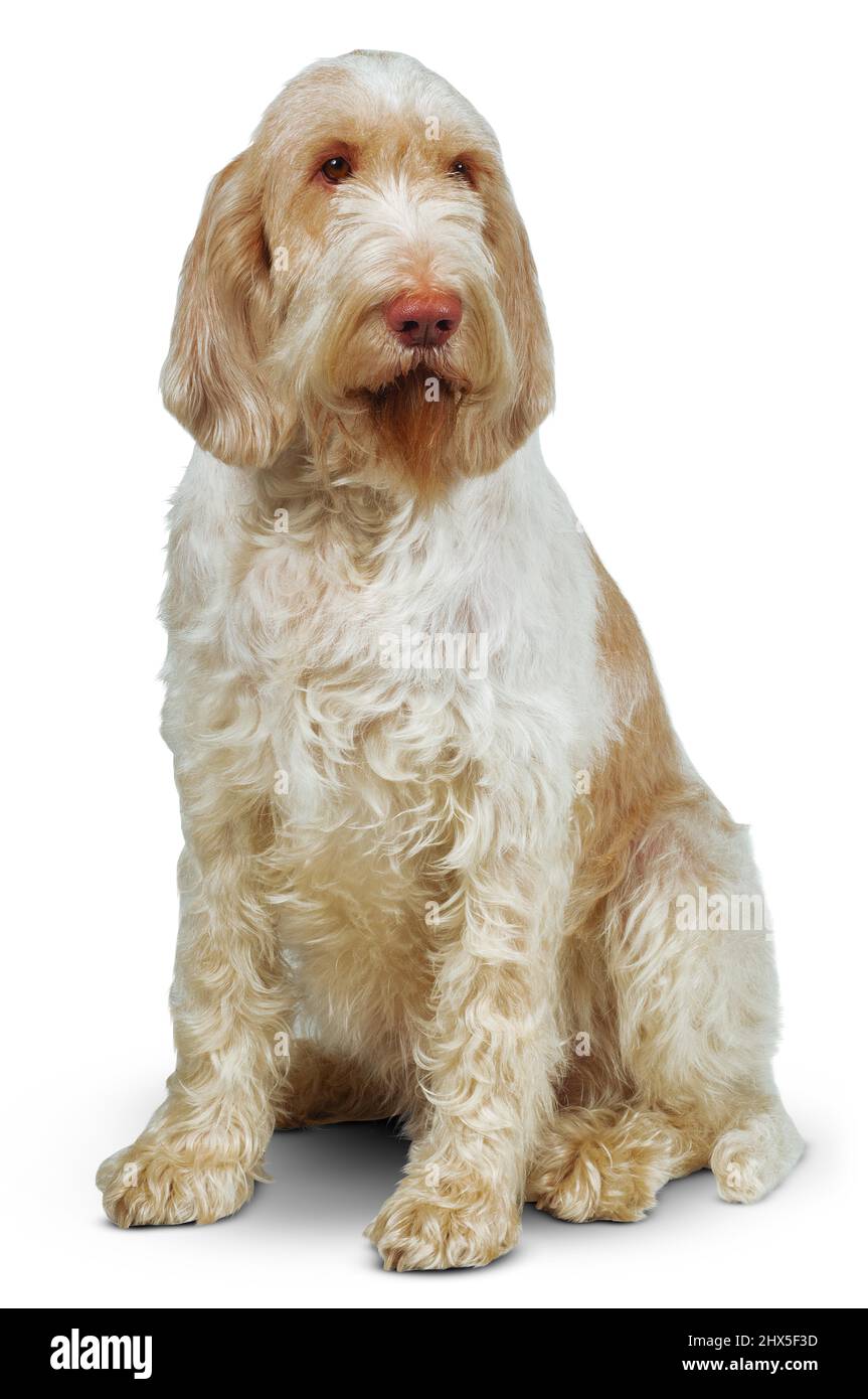 Italian Spinone, seated Stock Photo - Alamy