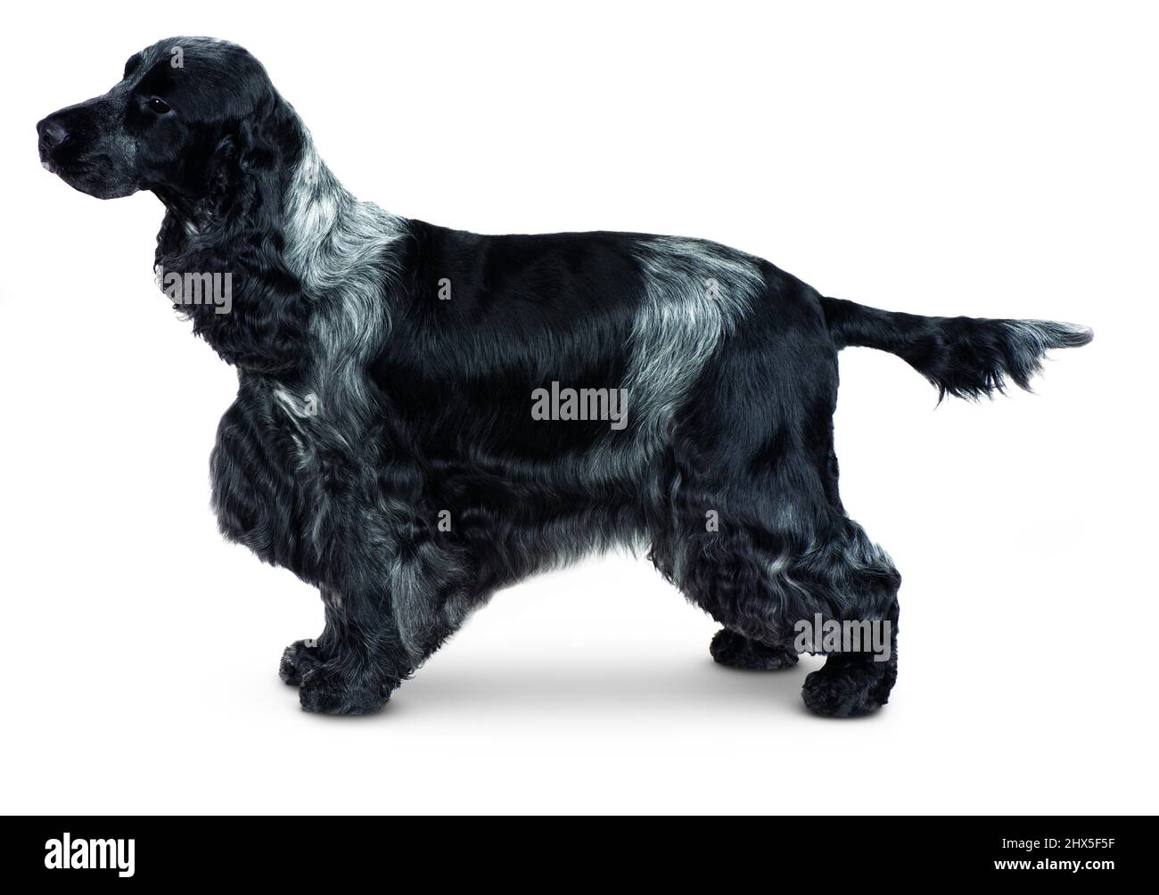 English Cocker Spaniel Stock Photo - Alamy