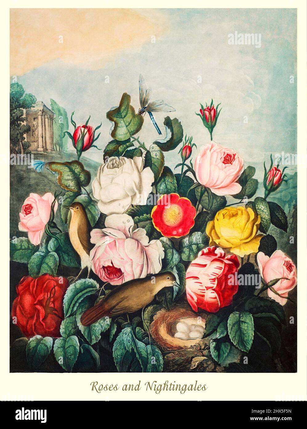 An early 19th century depiction of a selection of Roses in the genus ...