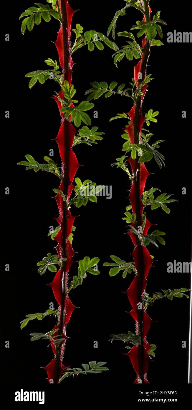 Prickles plant hi-res stock photography and images - Alamy