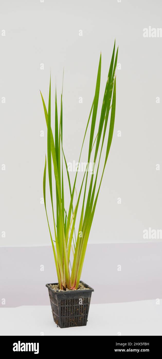 Grow container pond acorus calamus Stock Photo - Alamy