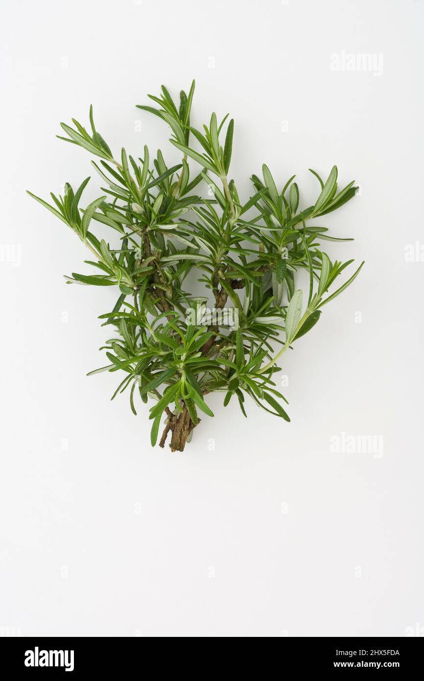 Food image of rosemary herb hi-res stock photography and images - Alamy