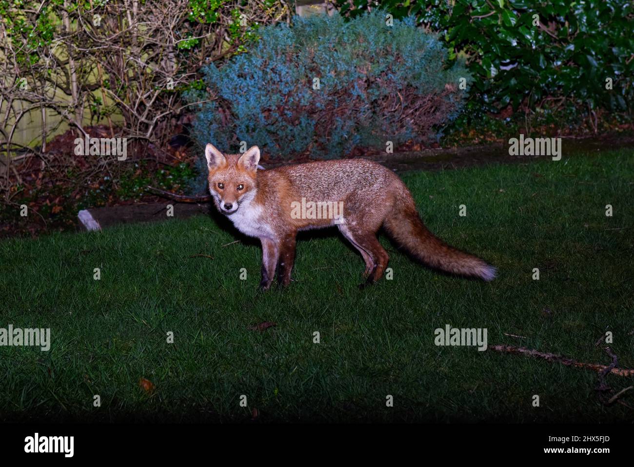 Young red fox roaming at night Stock Photo - Alamy