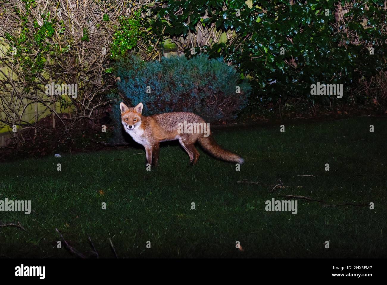 Fox roaming hi-res stock photography and images - Alamy