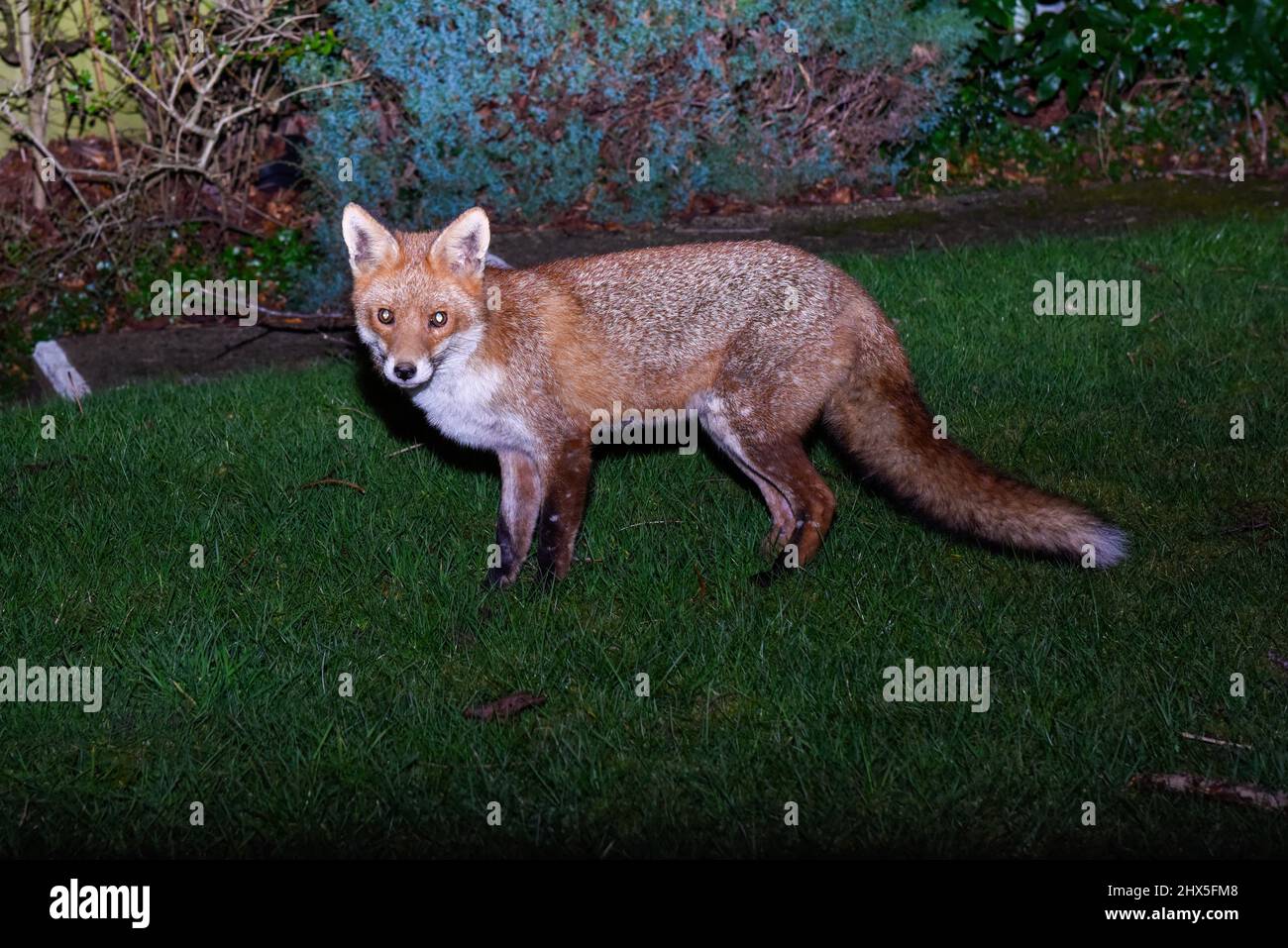 Young red fox roaming at night Stock Photo - Alamy