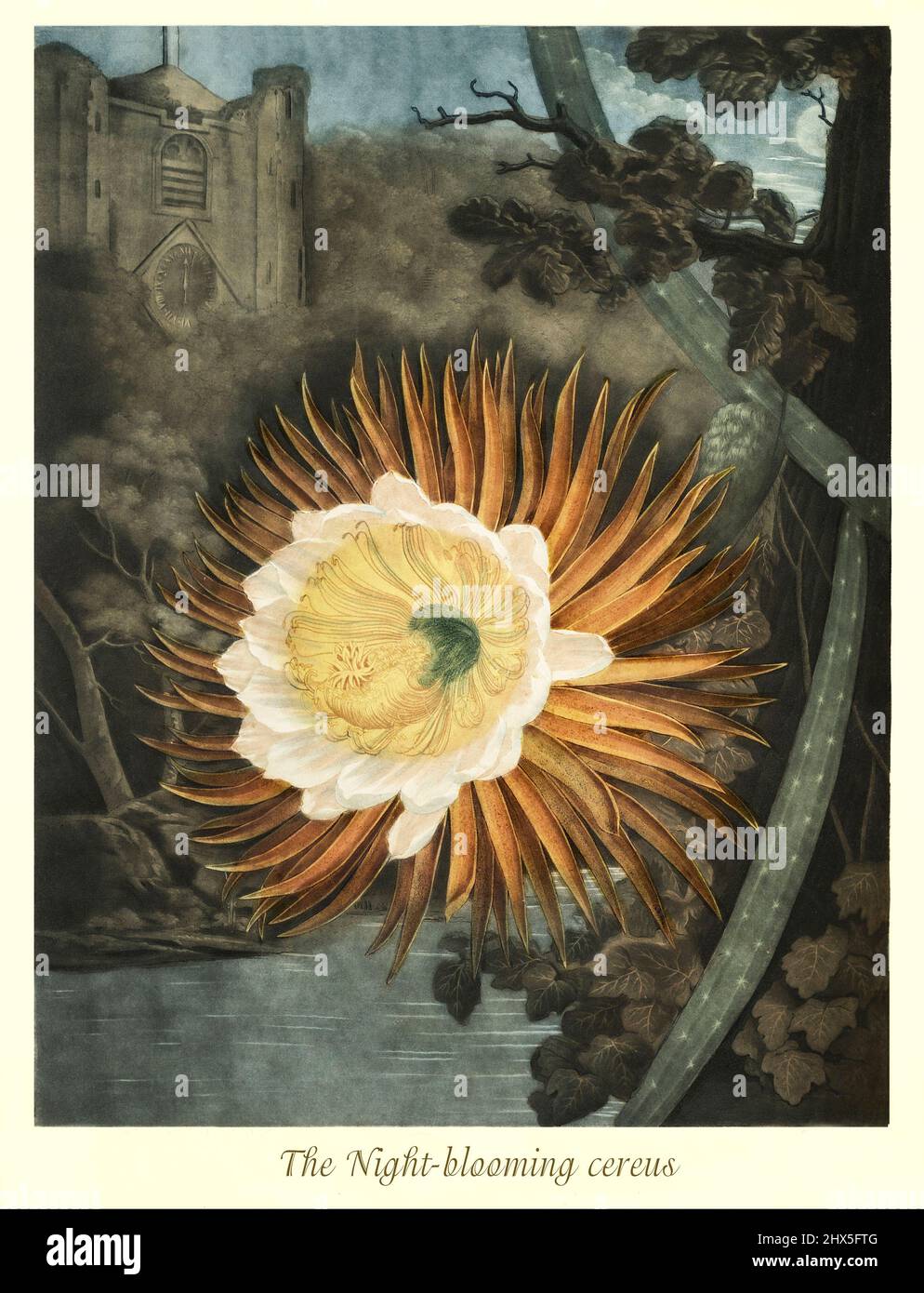 An early 19th century illustration of Night-blooming cereus, native to ...