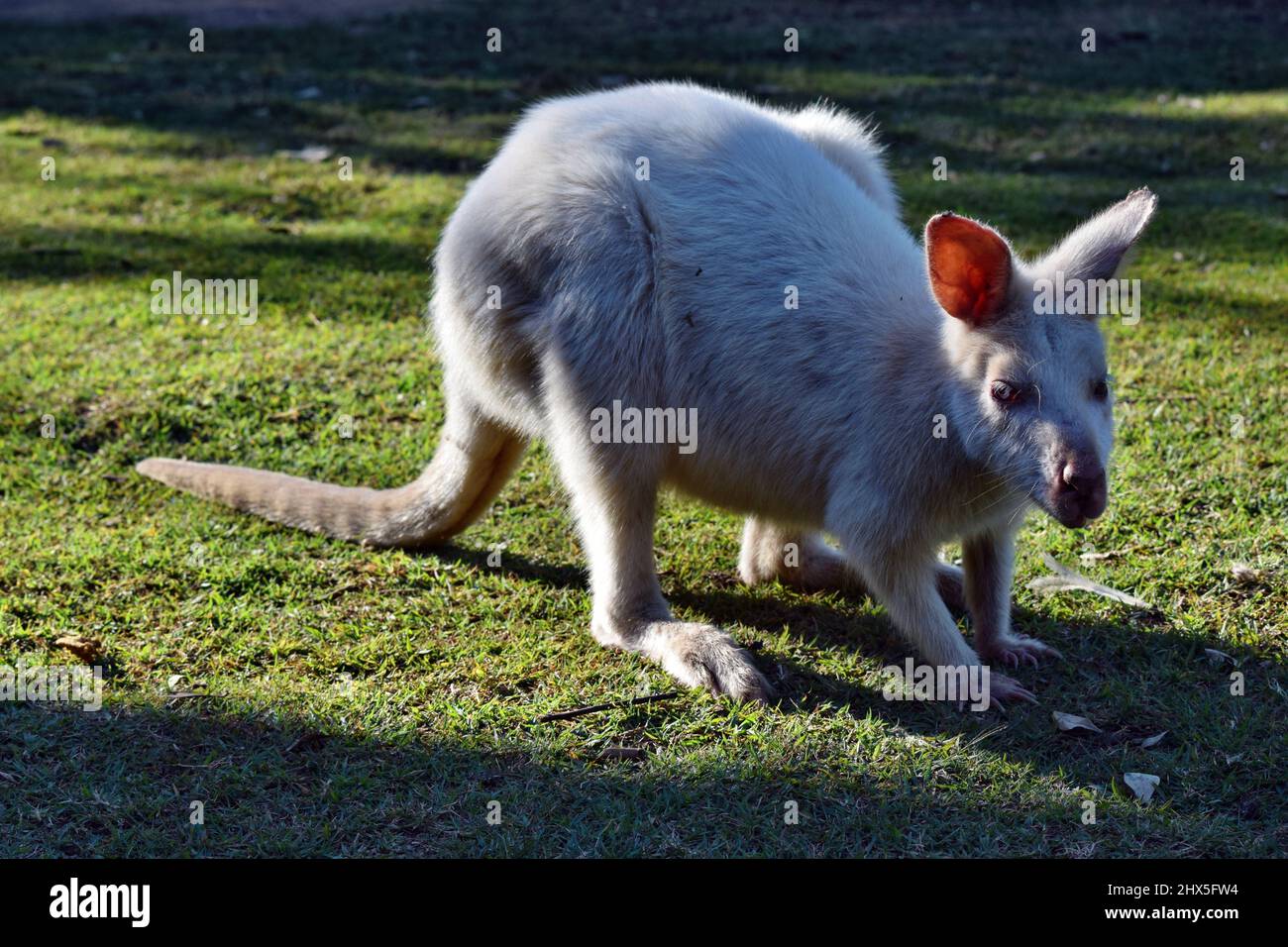 Beautiful rare an albino kangaroo in the park in Australia Stock Photo ...