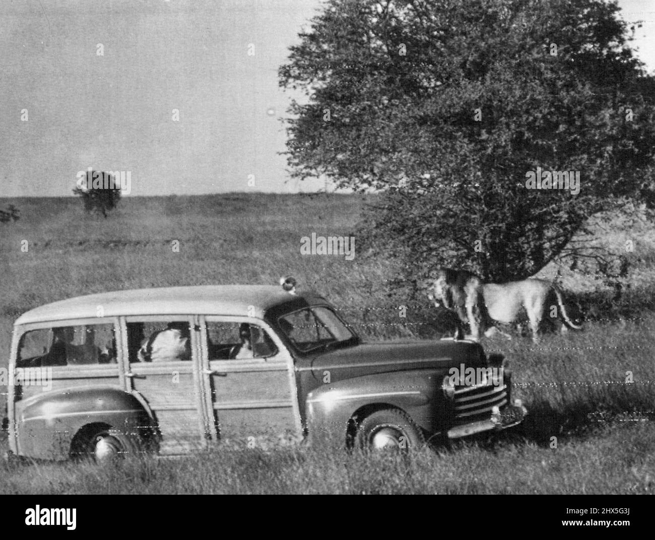 Princess Shoots A Lion (With A Camera) -- Princess Elizabeth and the ...