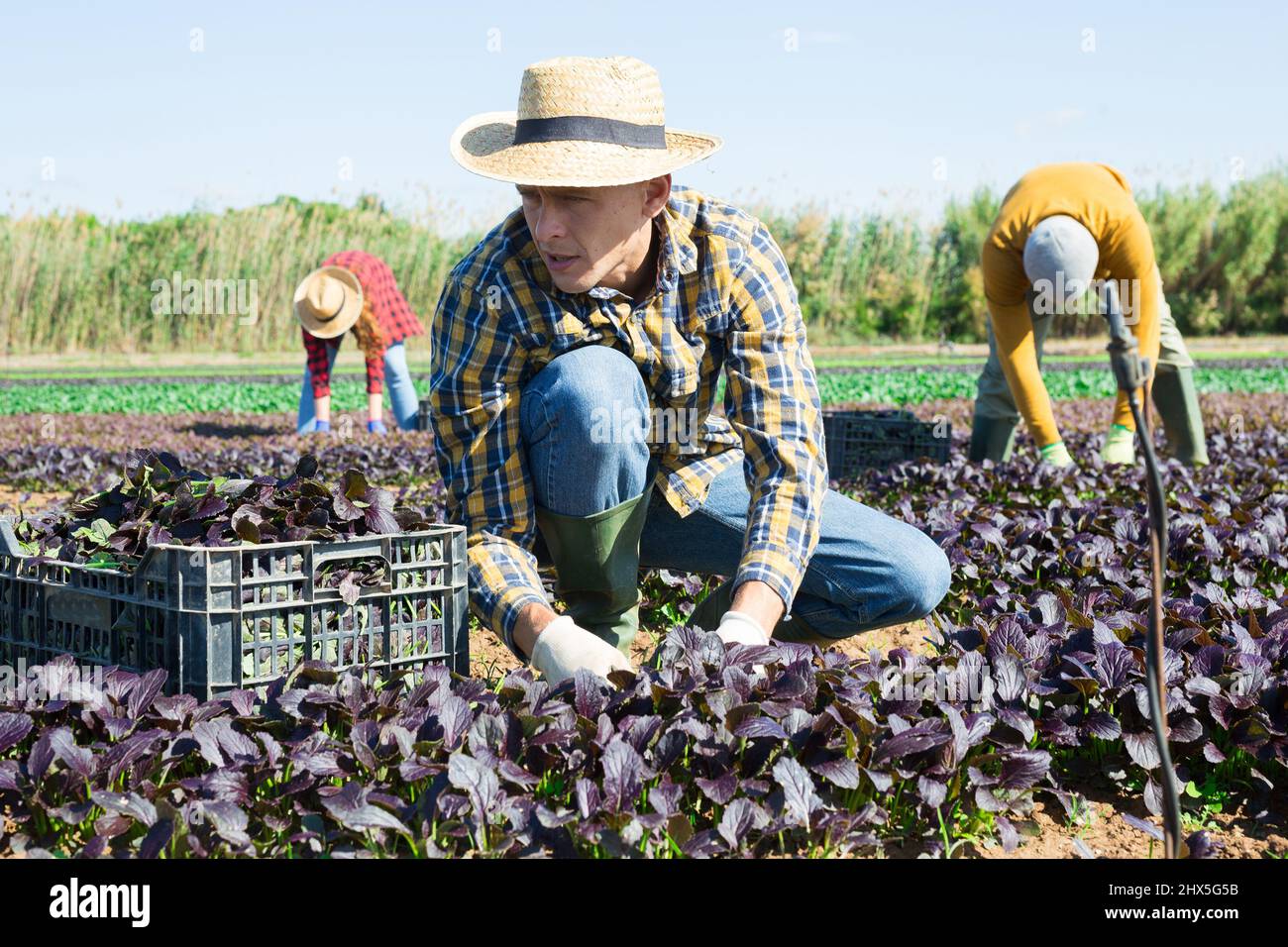 Komatsuna growing hi-res stock photography and images - Alamy