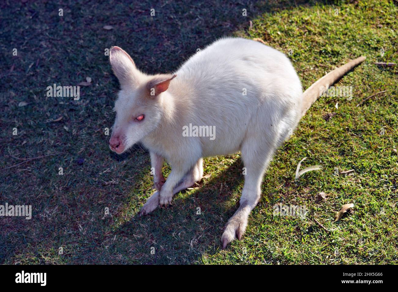 Beautiful rare an albino kangaroo in the park in Australia Stock Photo ...