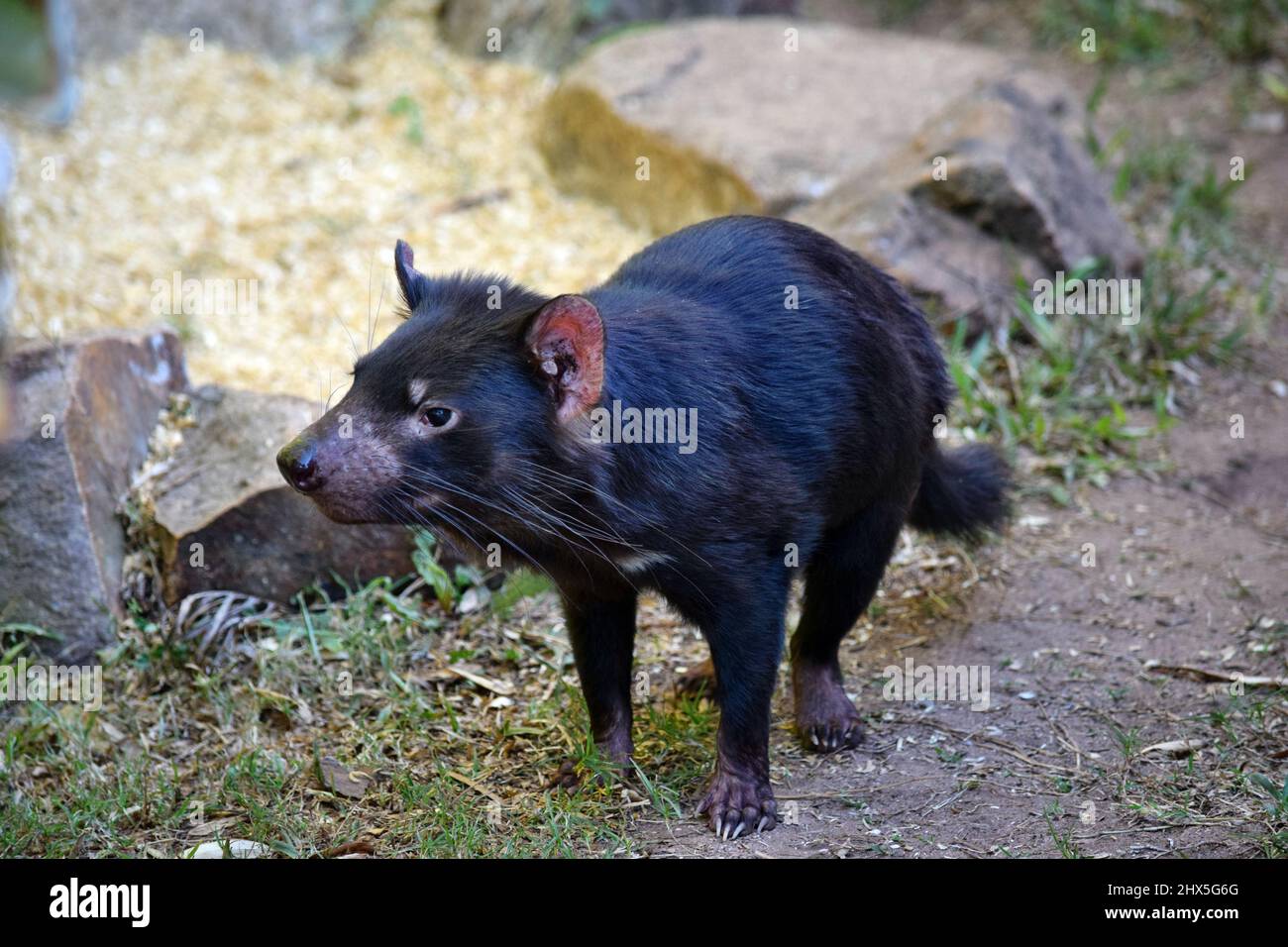 Wild tasmanian devil endangered with extinction in Australia Stock ...