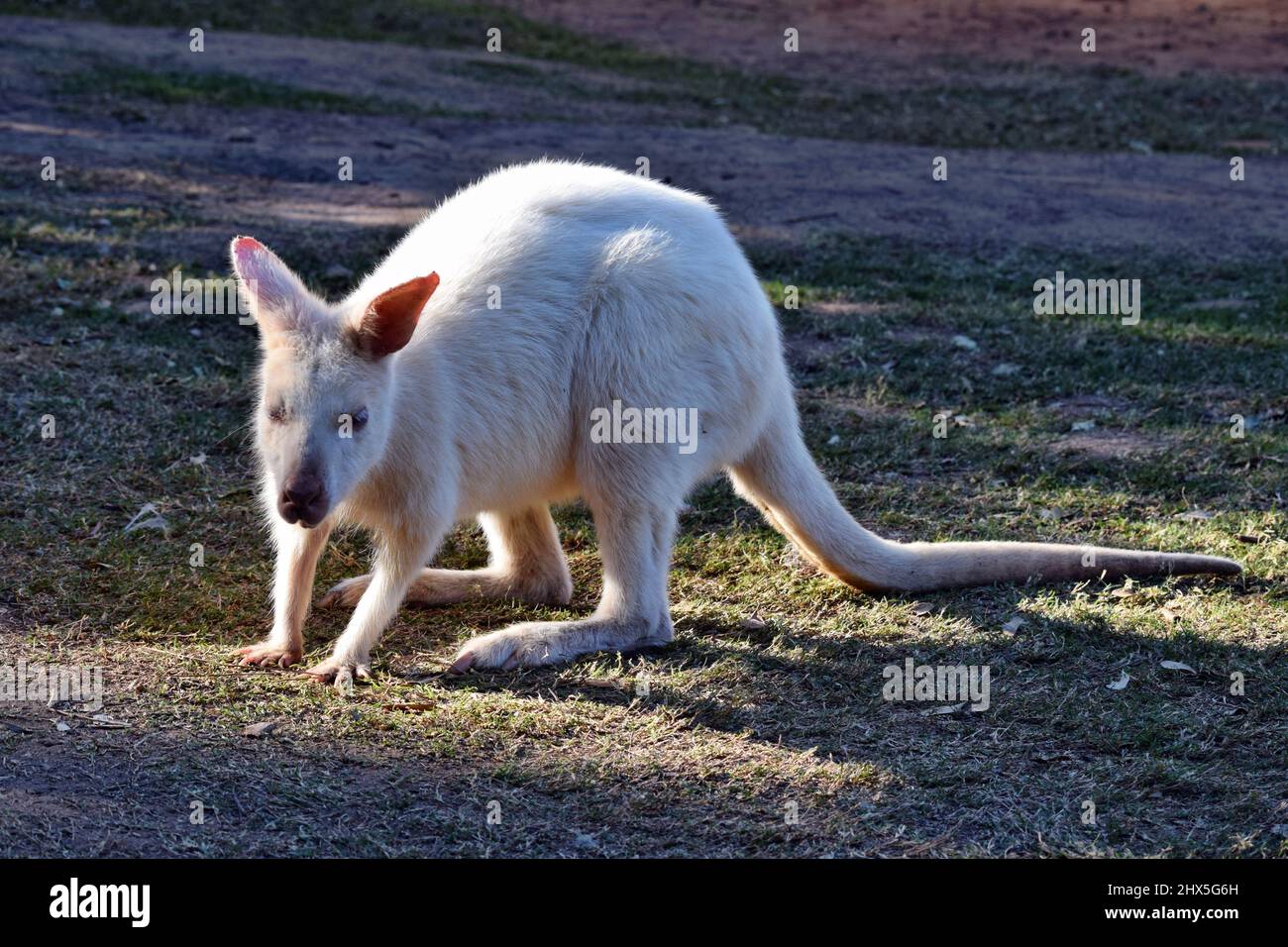 Beautiful rare an albino kangaroo in the park in Australia Stock Photo ...
