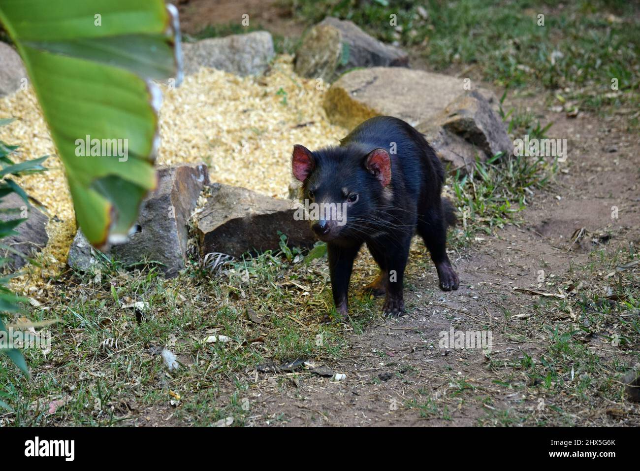 Wild tasmanian devil endangered with extinction in Australia Stock ...