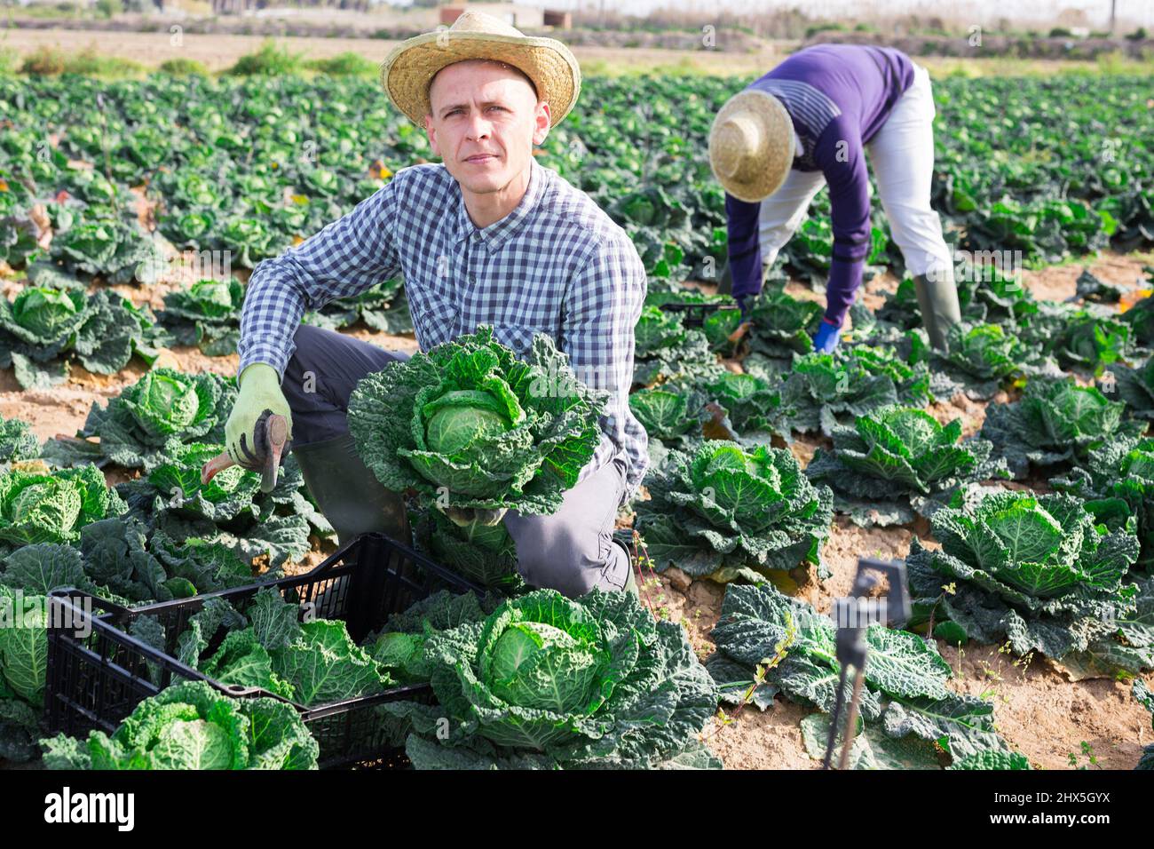 Cabbage plant man hi-res stock photography and images - Alamy