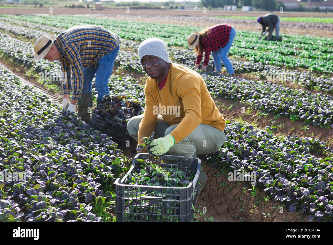 Farm workers picking leafy greens on field Stock Photo - Alamy