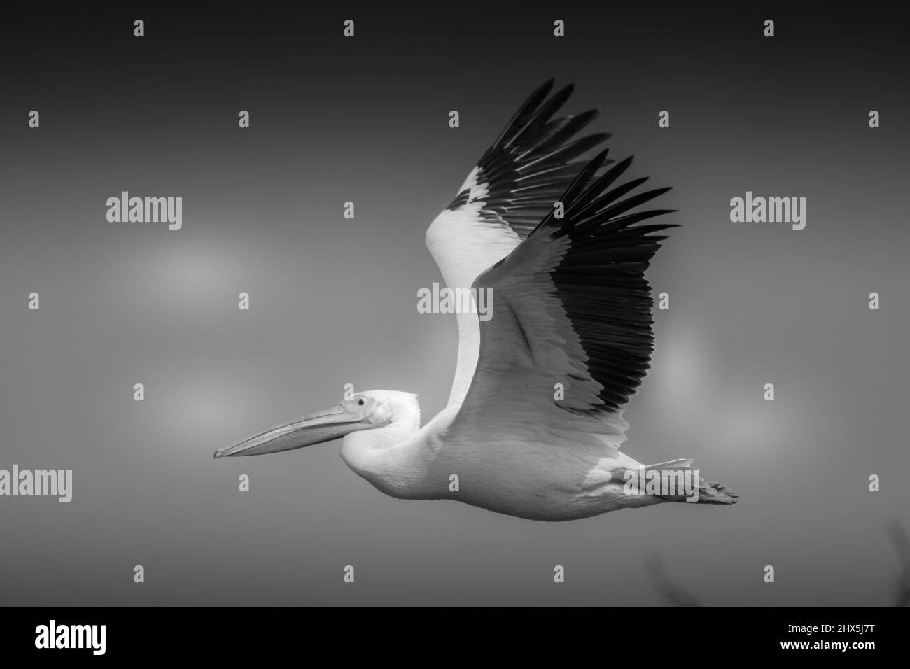 Breeding pelican Black and White Stock Photos & Images - Alamy