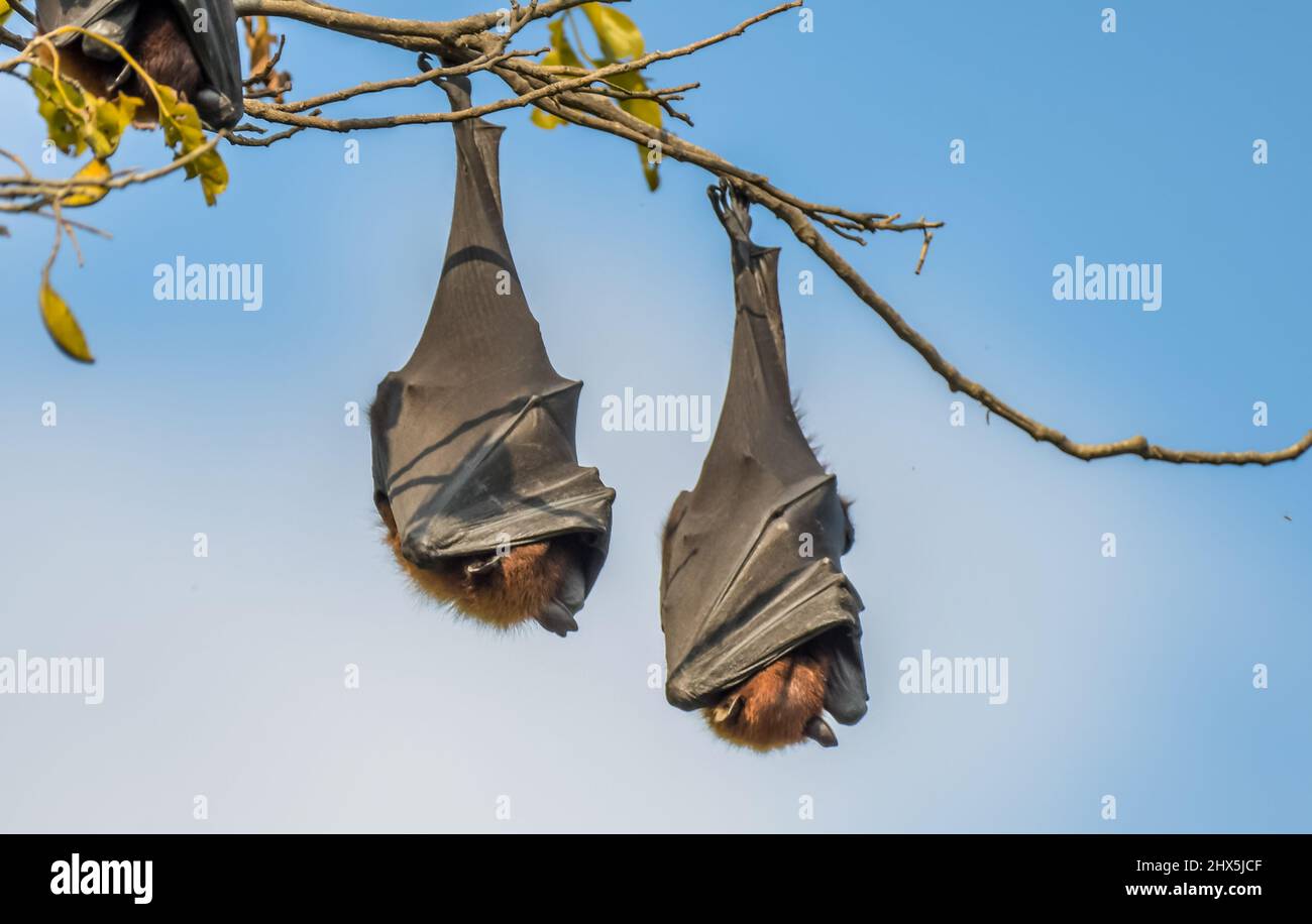 Indian flying fox (Pteropus medius) also known as the greater Indian ...