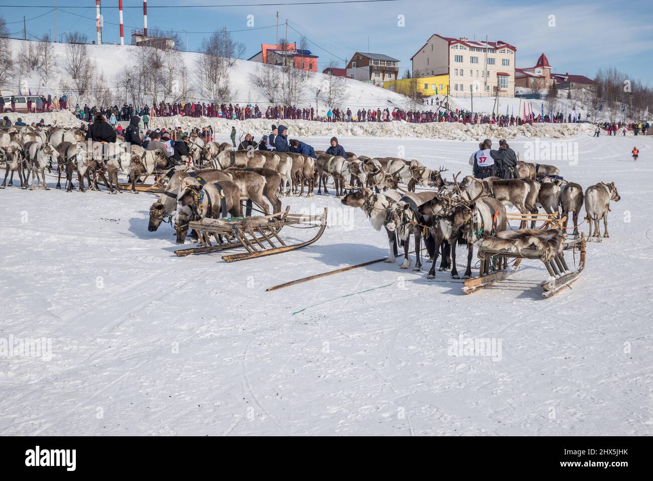 Reindeer sled racing competition at Reindeer Herders Festival in ...