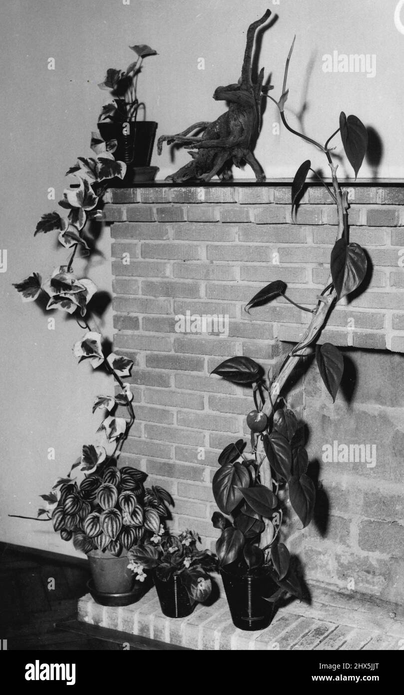 Indoor plants are at home anywhere. From left: American Ivy, Peperomia ...