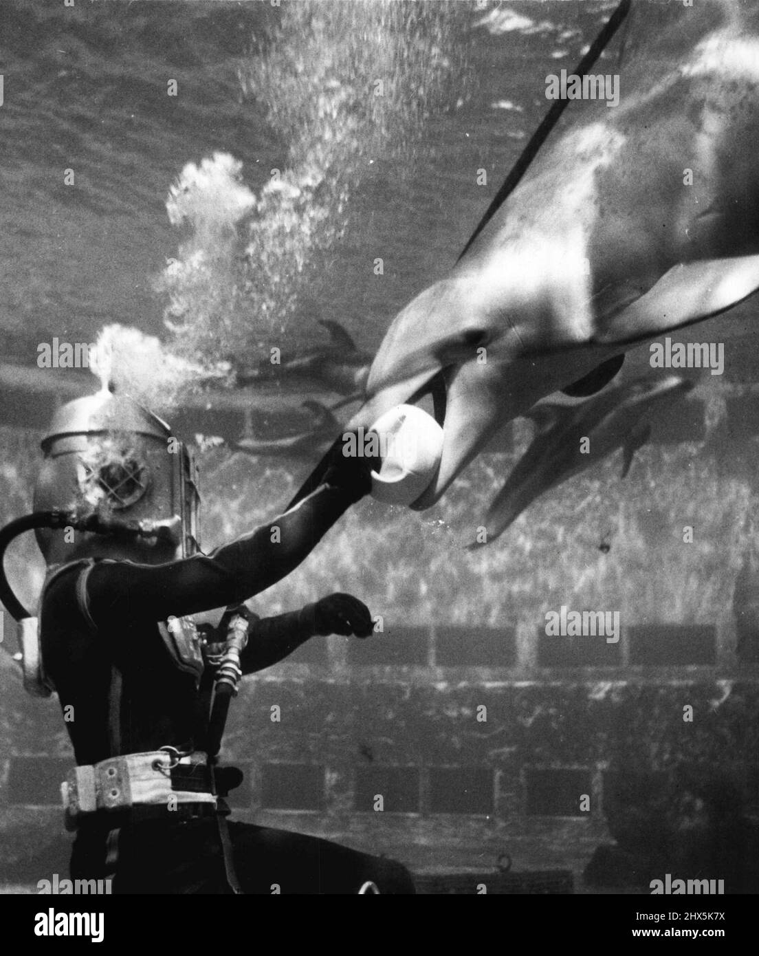 Third of Eight -- Nothing shy about this fun-loving porpoise as he ...