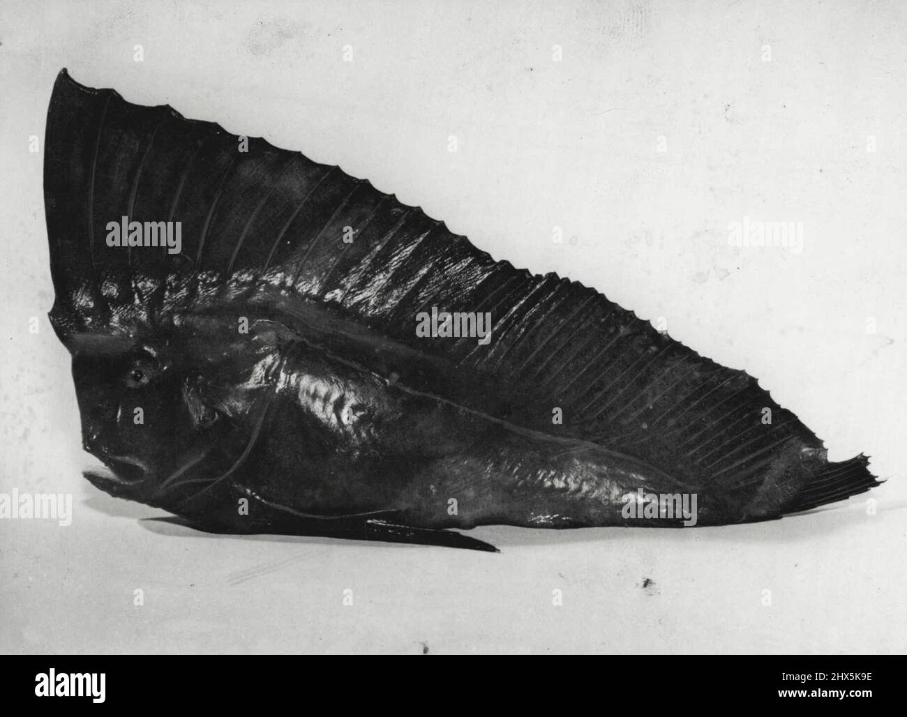 Long tom fish hi-res stock photography and images - Alamy