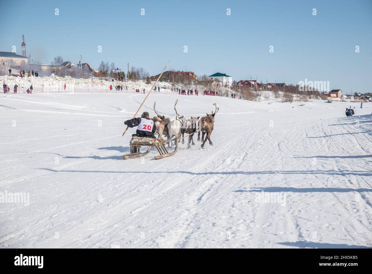 Reindeer sled racing competition at Reindeer Herders Festival in ...