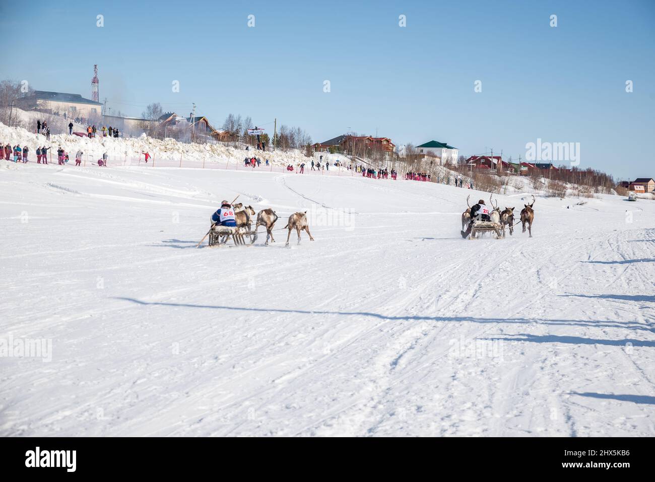 Reindeer sled racing competition at Reindeer Herders Festival in ...