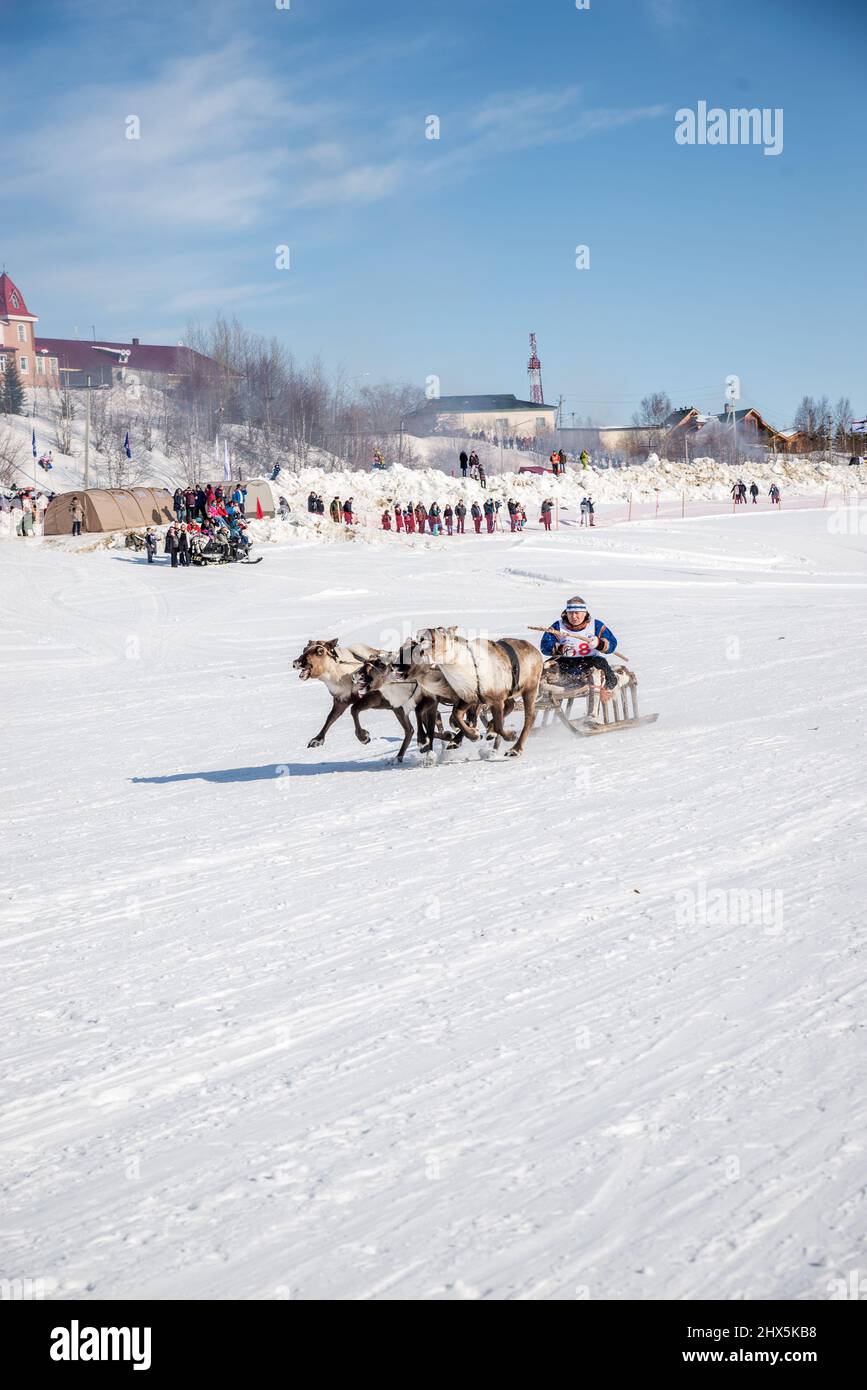 Reindeer sled racing competition at Reindeer Herders Festival in ...