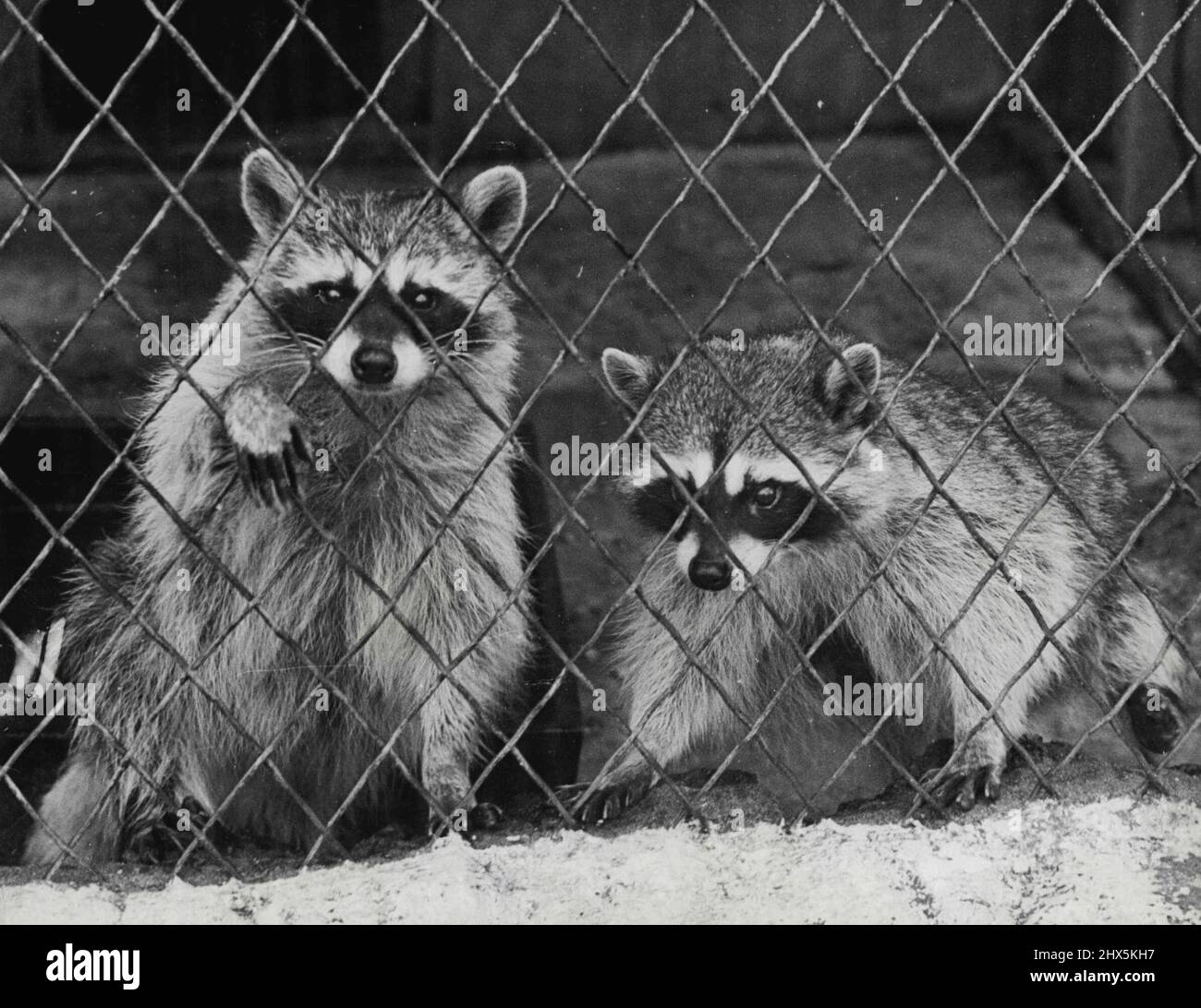 In Their *****: Raccoons gazing out ***** the Auckland Zoo. These ...