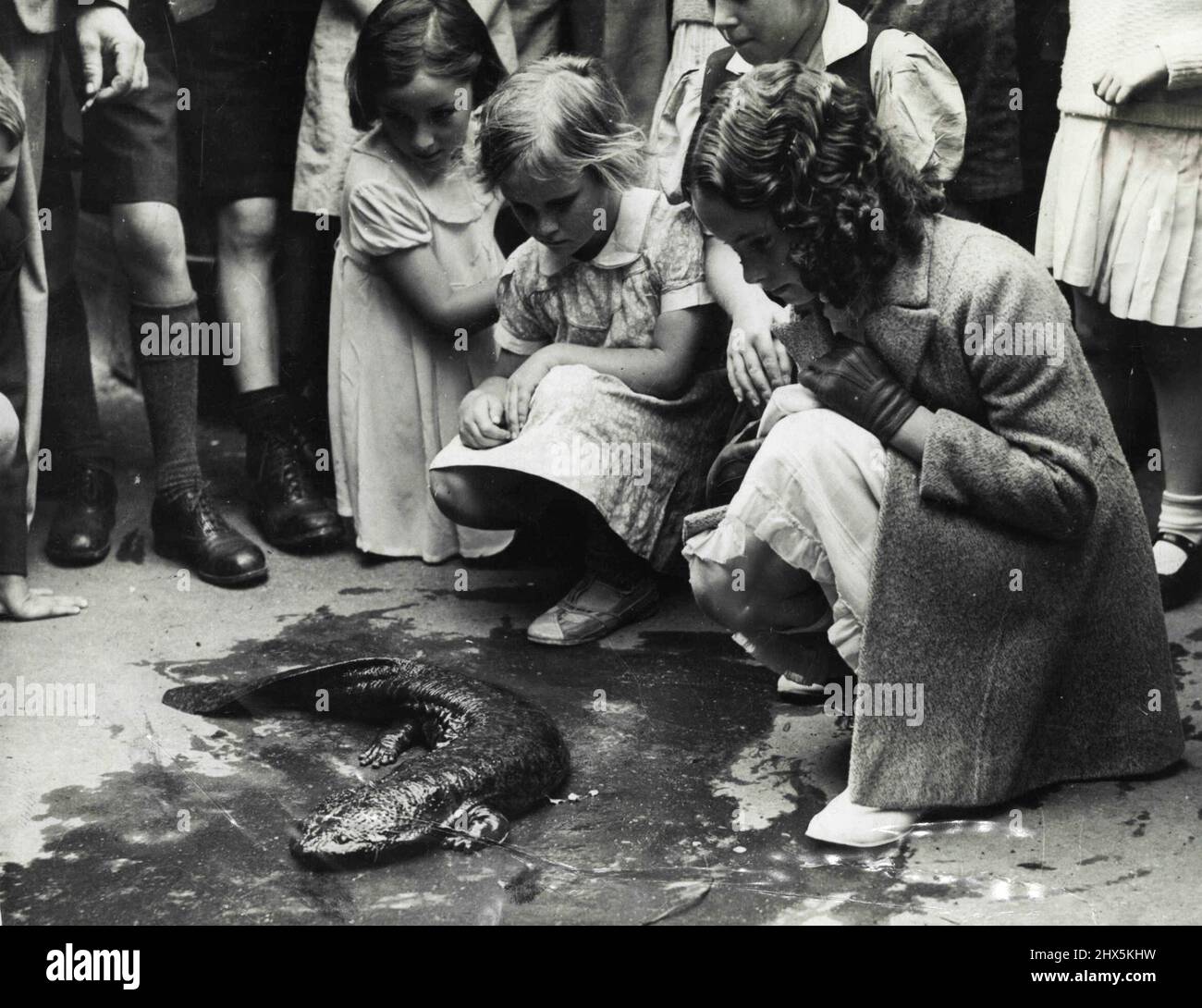 Just A Century old today, this Japanese Salamander was one of the chief ...