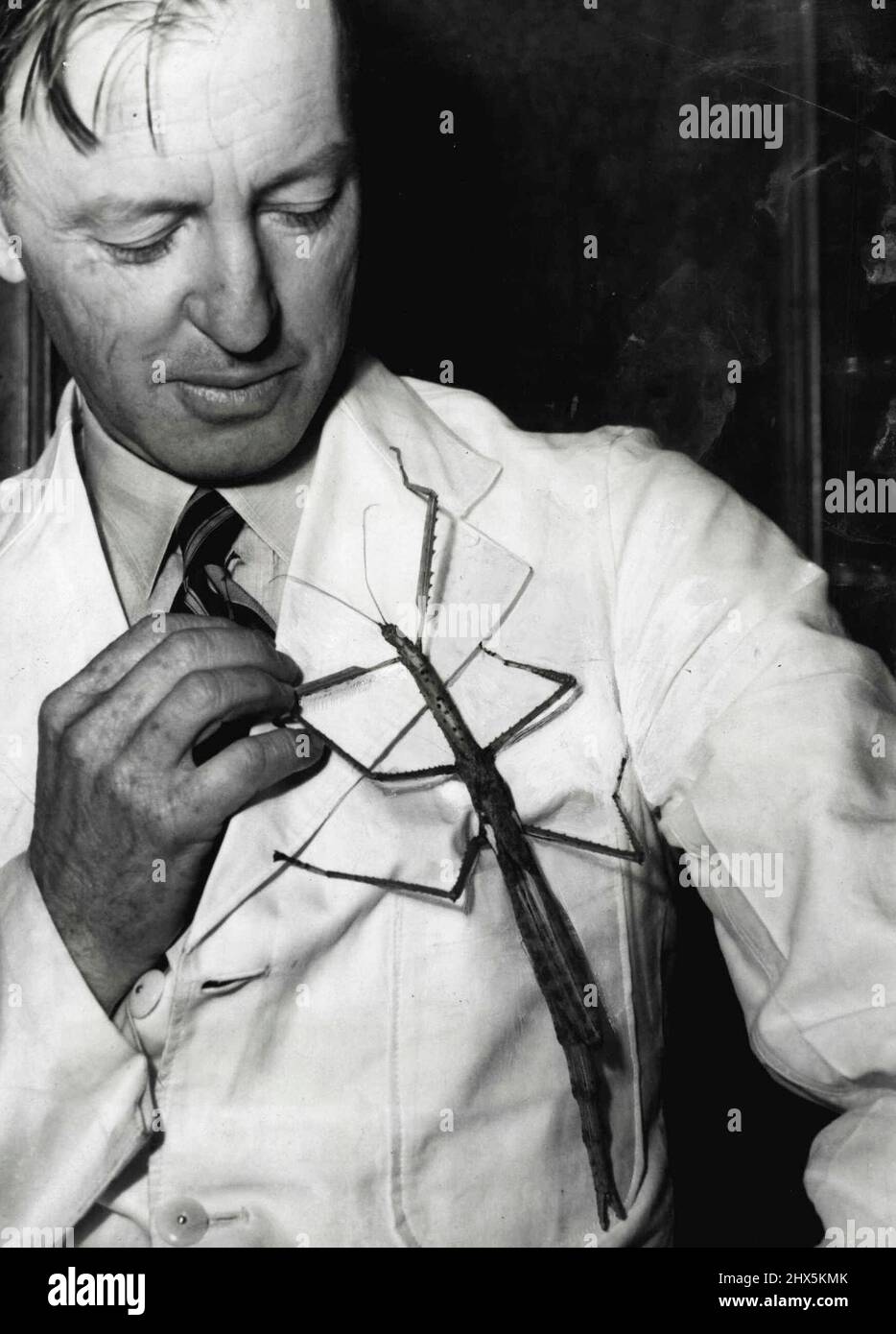 Quaint Stick Insect -- A strange insect brought to the Museum crawls up ...