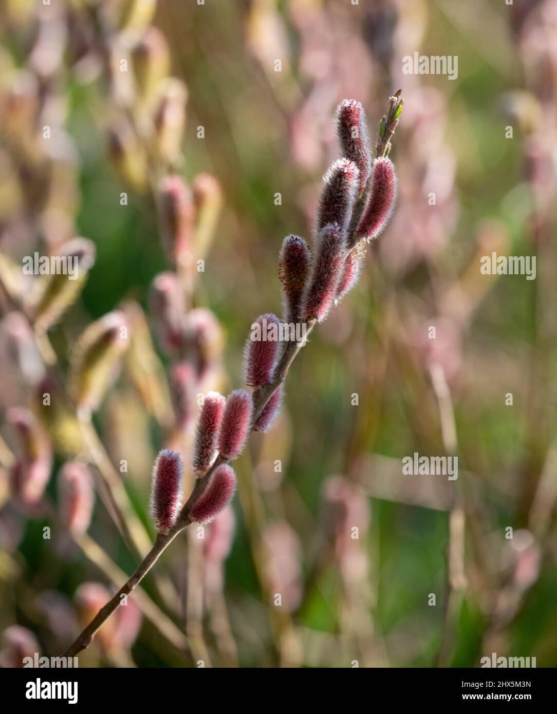 Close up of flower of Salix gracilistyla 'Mount Aso' plant, furry pink ...