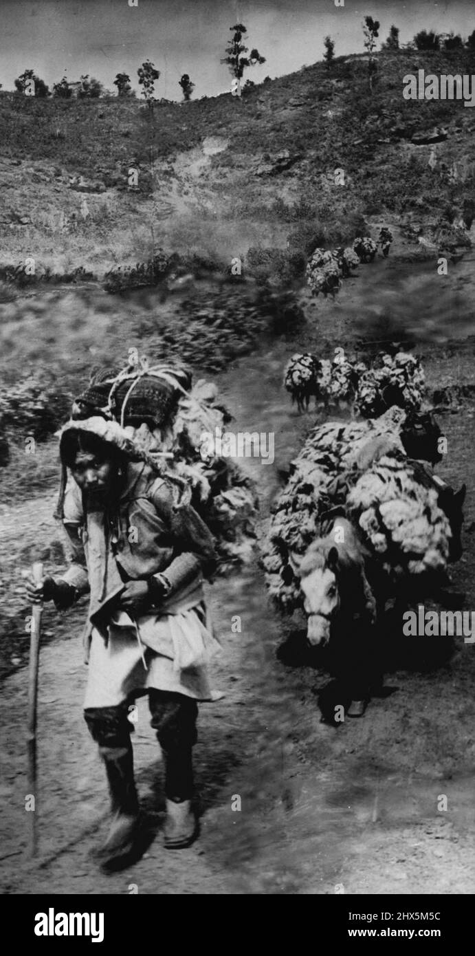 Muleteer is no dandy, even by Tibetan standards. But he can walk 30 ...