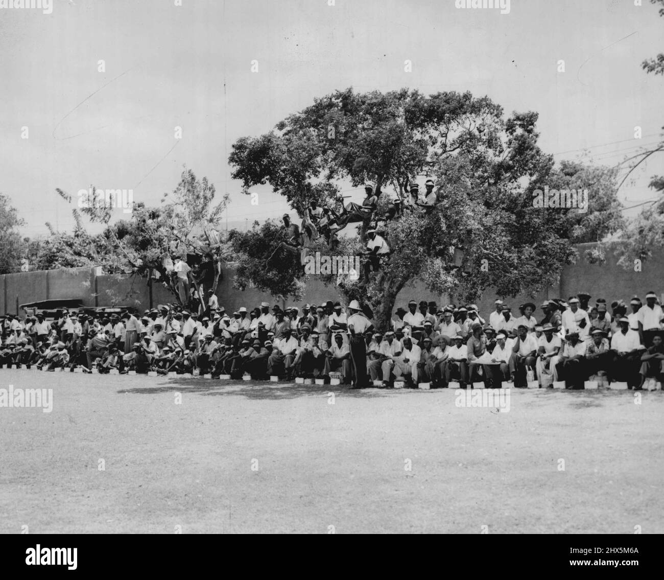 West Indian spectators even perch in trees. April 14, 1955 Stock Photo ...