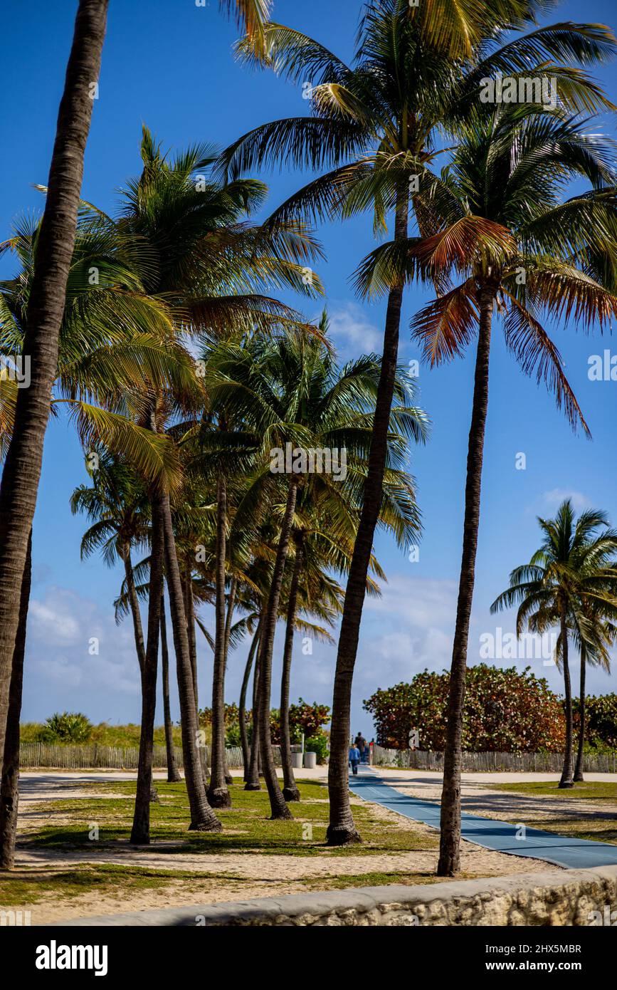 The beautiful palm trees at South Beach Miami Stock Photo - Alamy