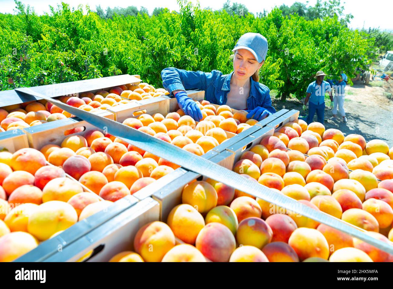 Manager checks quality of peaches in boxes before sending them to store ...