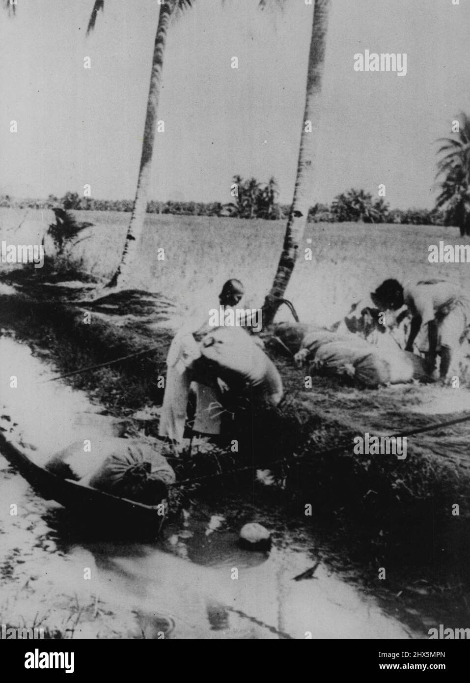 In Malaya: Rice Cultivation After picking the paddy is put is sacks and ...