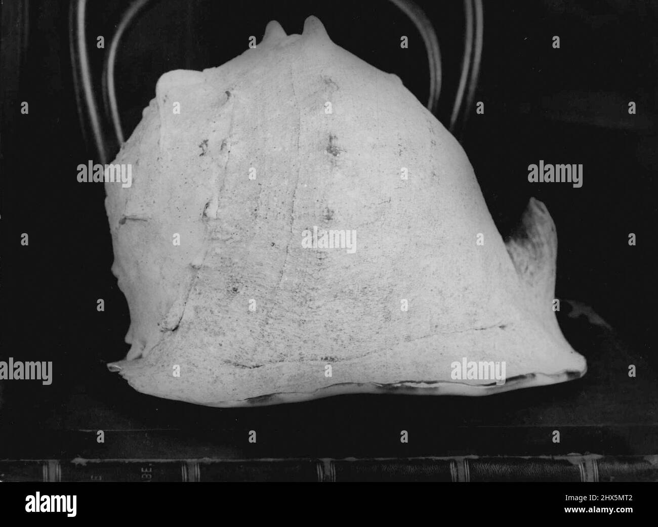 Pictures shells Black and White Stock Photos & Images - Alamy