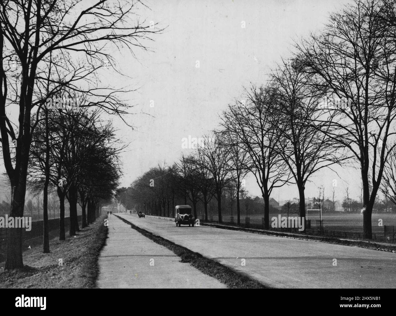 A Memory Of The Former King Edward - The King Edward VII. avenue of 300 ...