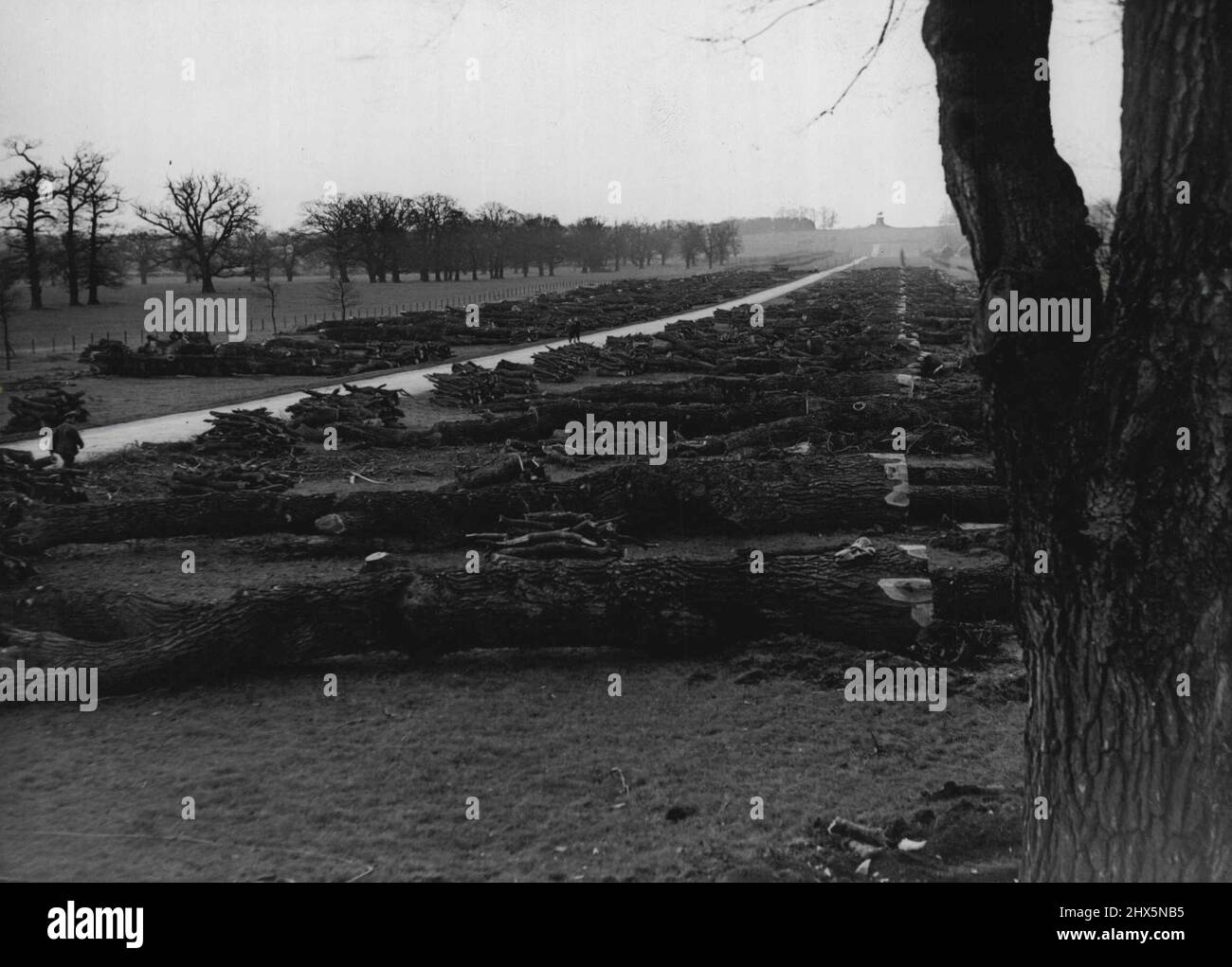 Royal Elm Trees Being Felled -- General view of the first mile of the ...