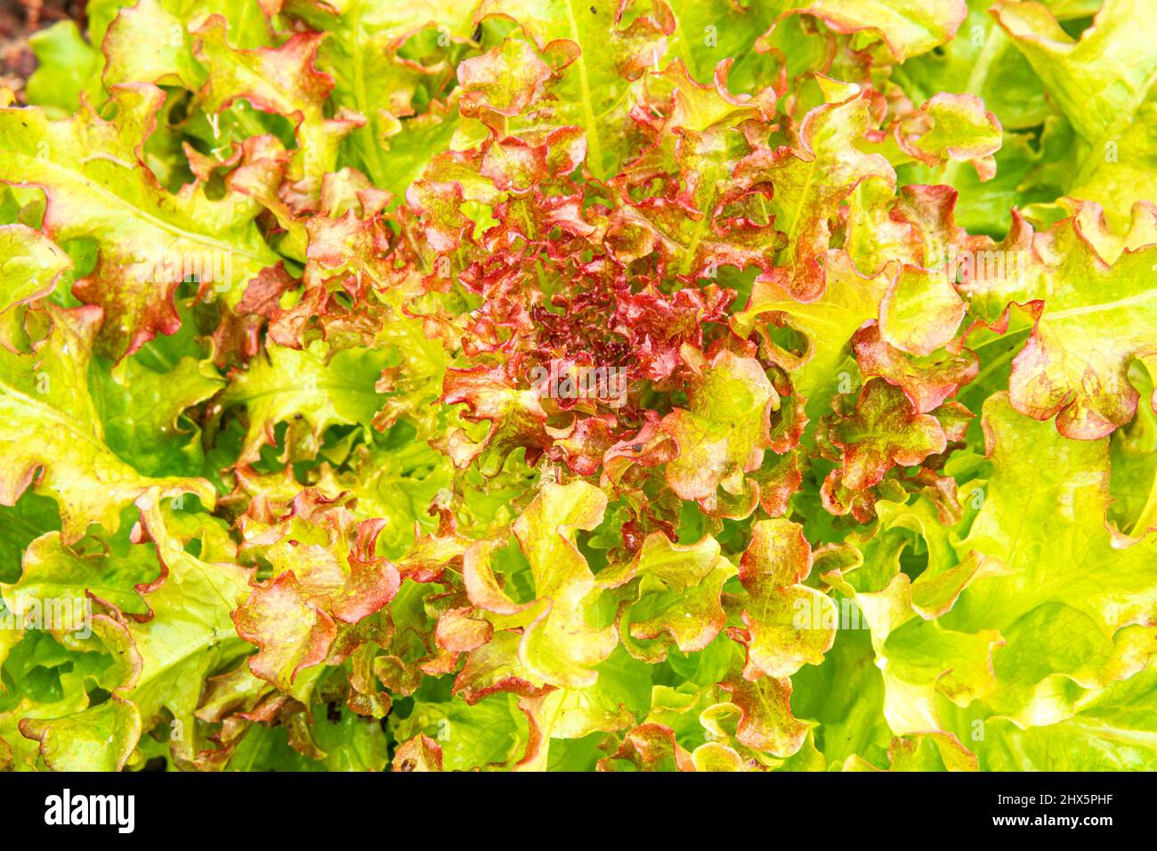close-up of lettuce leaves with a red border - a dietary and healthy ...