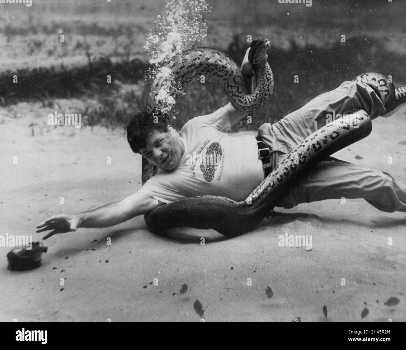 Brave snakes hi-res stock photography and images - Alamy