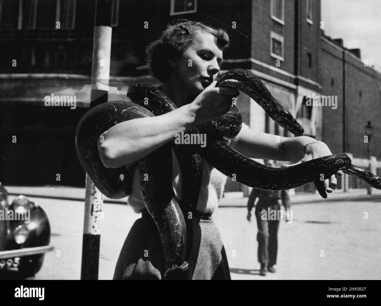 Boa Constrictors - Snakes - Animals. June 27, 1950. (Photo by Daily ...